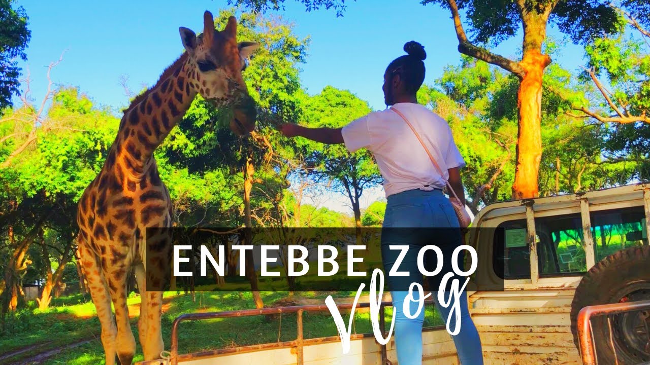 Entebbe Zoo Pt. 1 + BTS Tour + Feeding Giraffes and Chimps | Uganda ...