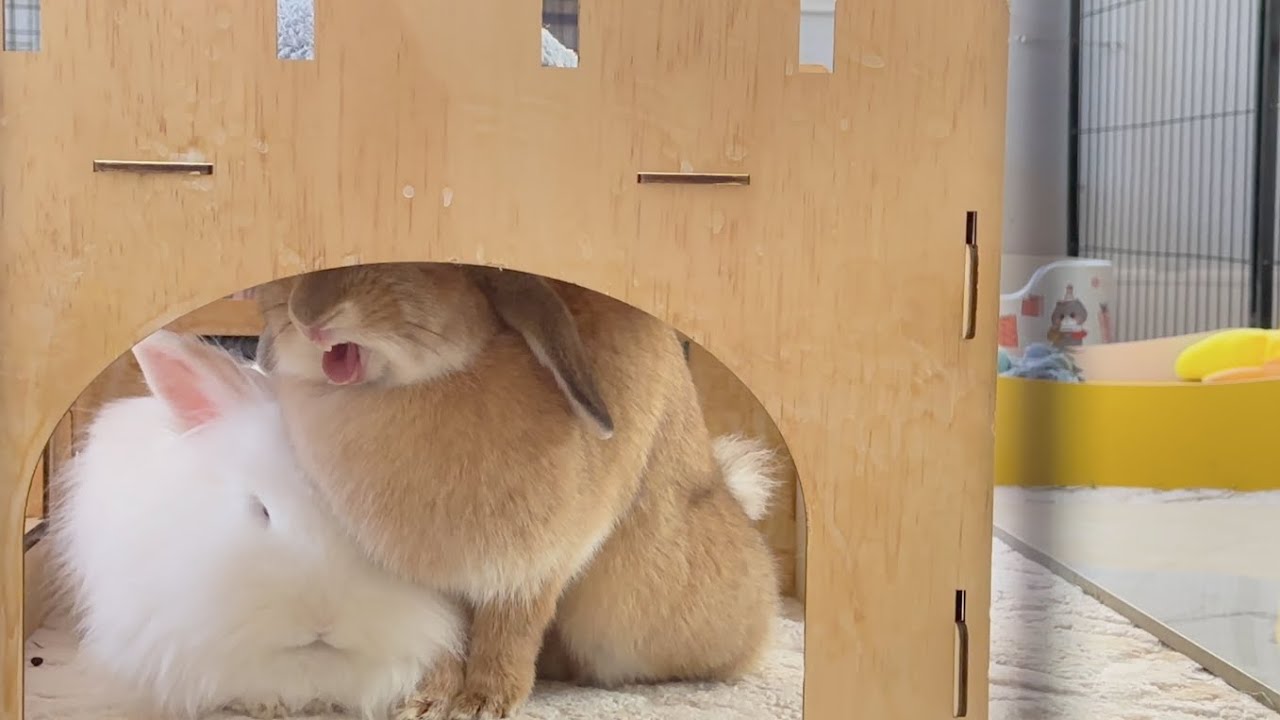 Rabbit stretches and yawns: Sleepy bunny HuanHuan yawning with tongue ...