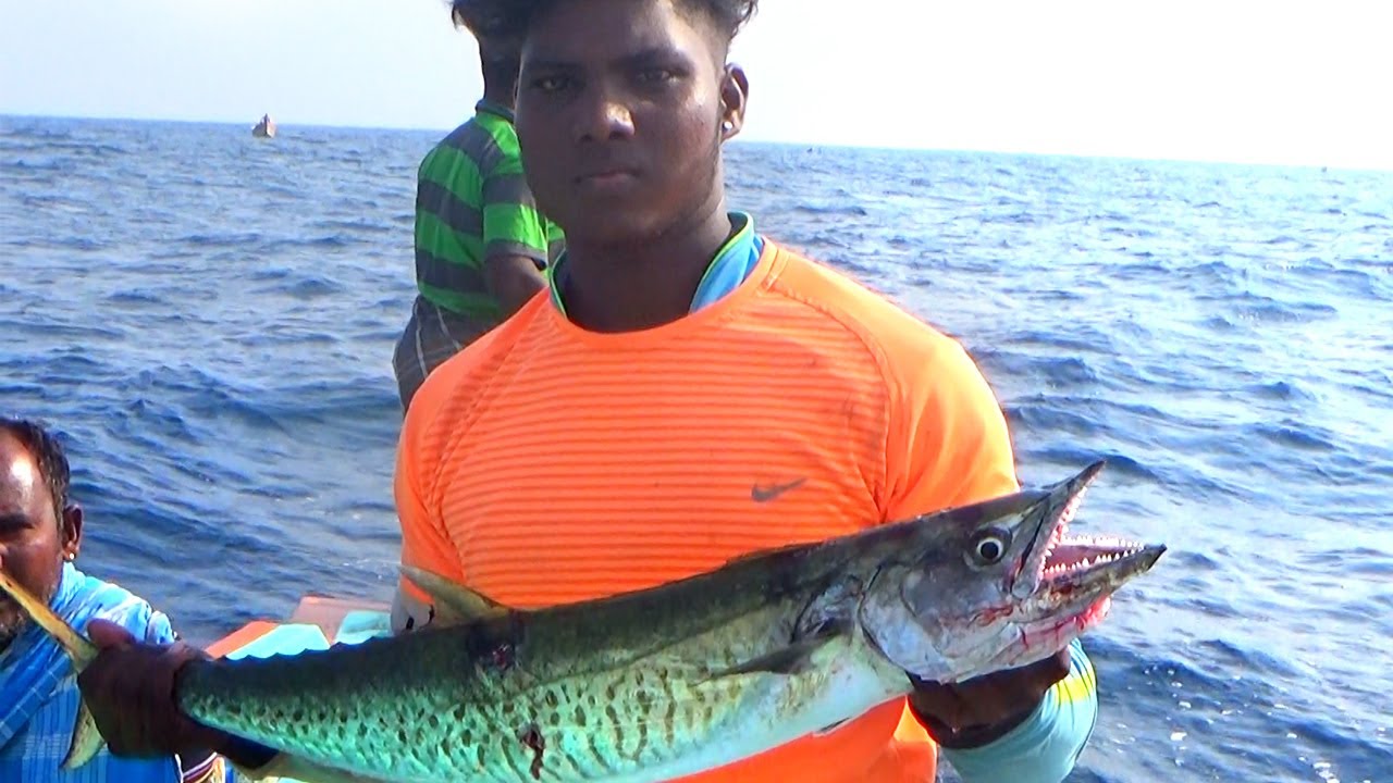 BLUDGER TREVALLY FISH & KINGFISH FISHING EVER!! - YouTube