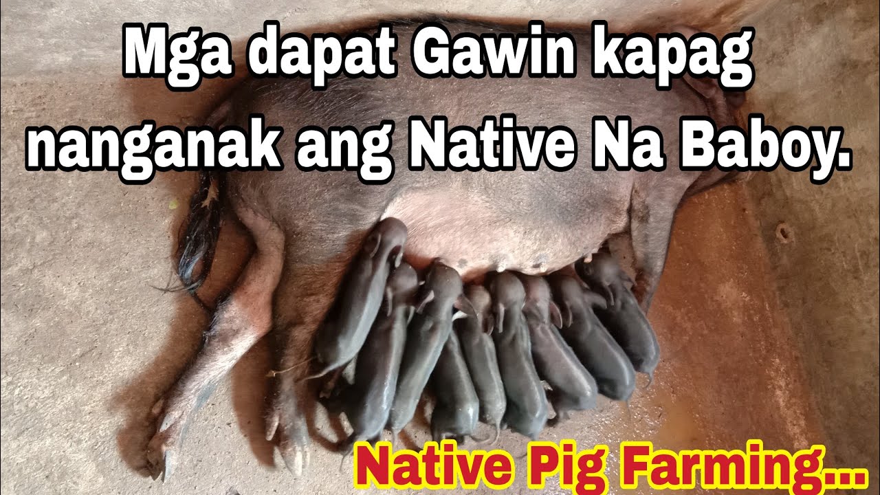 [BENISON'S VLOGS] Ano ang Dapat gawin kapag bagong Panganak ang Native ...