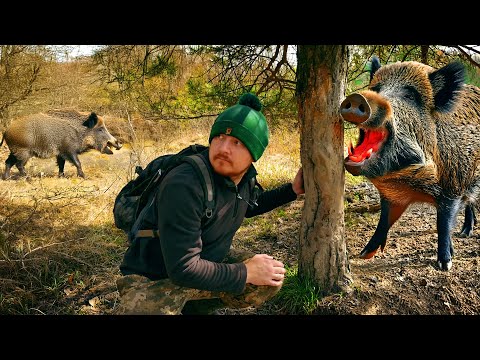 Yaban Domuzlarıyla Mücadele. Yaban Domuzlarını Yuvalarında Evcilleştirmek İçin Gizli Taktikler.