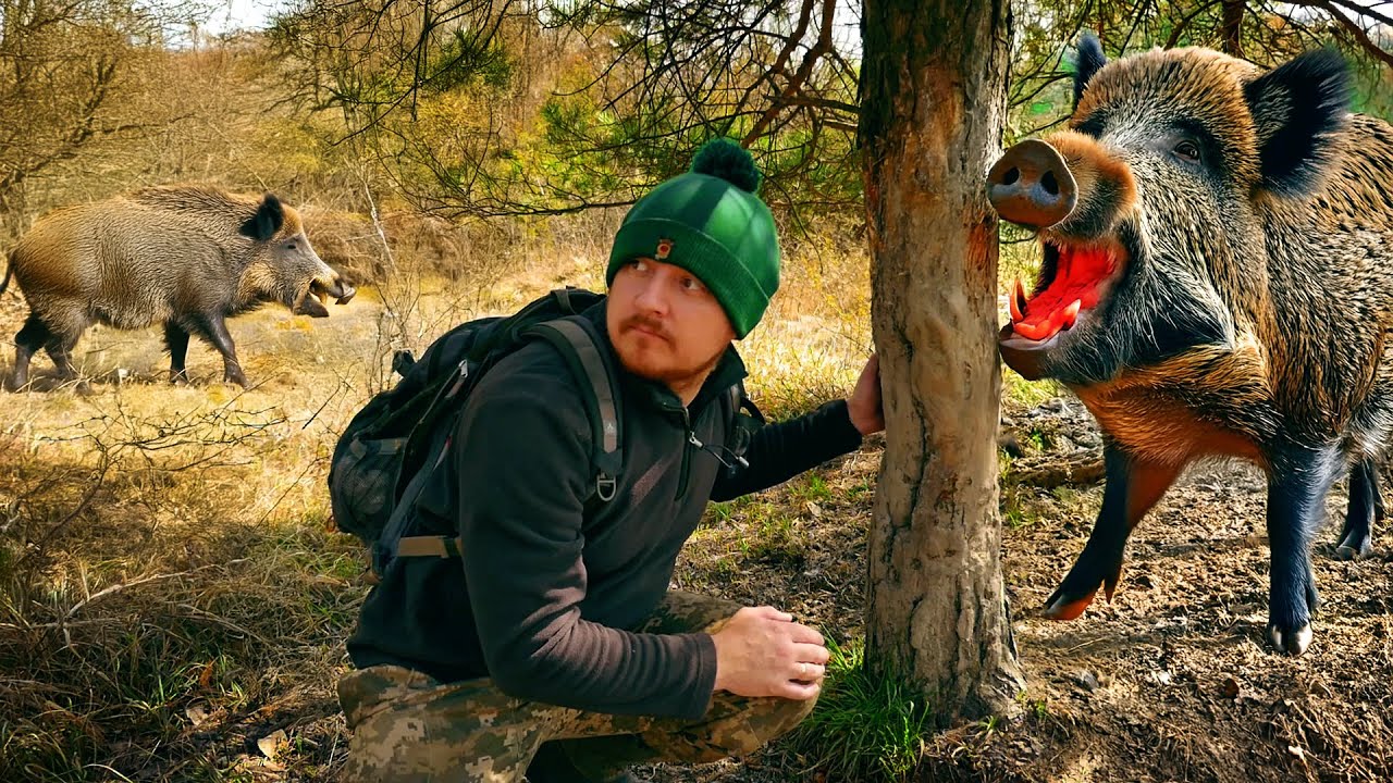 Fighting Wild Boars. Secret tactics for taming Wild Boars in their Den ...