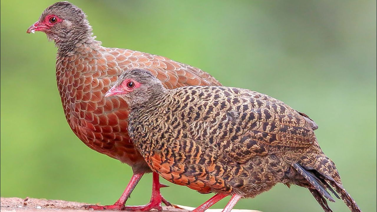 Red spurfowl (Galloperdix spadicea) calling - Typical call of red ...