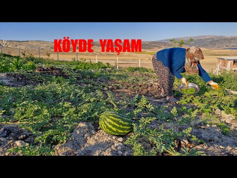 KÖYDE NELER YAPIYORUZ BAHÇEMİZDE BOL HASAT ZAMANI KURUTMALIK TURŞULUK