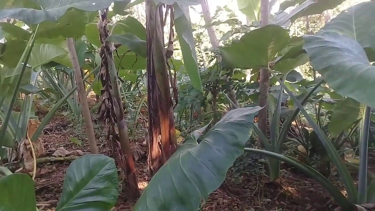 Tanaman Talas Di Lahan Teduh - YouTube