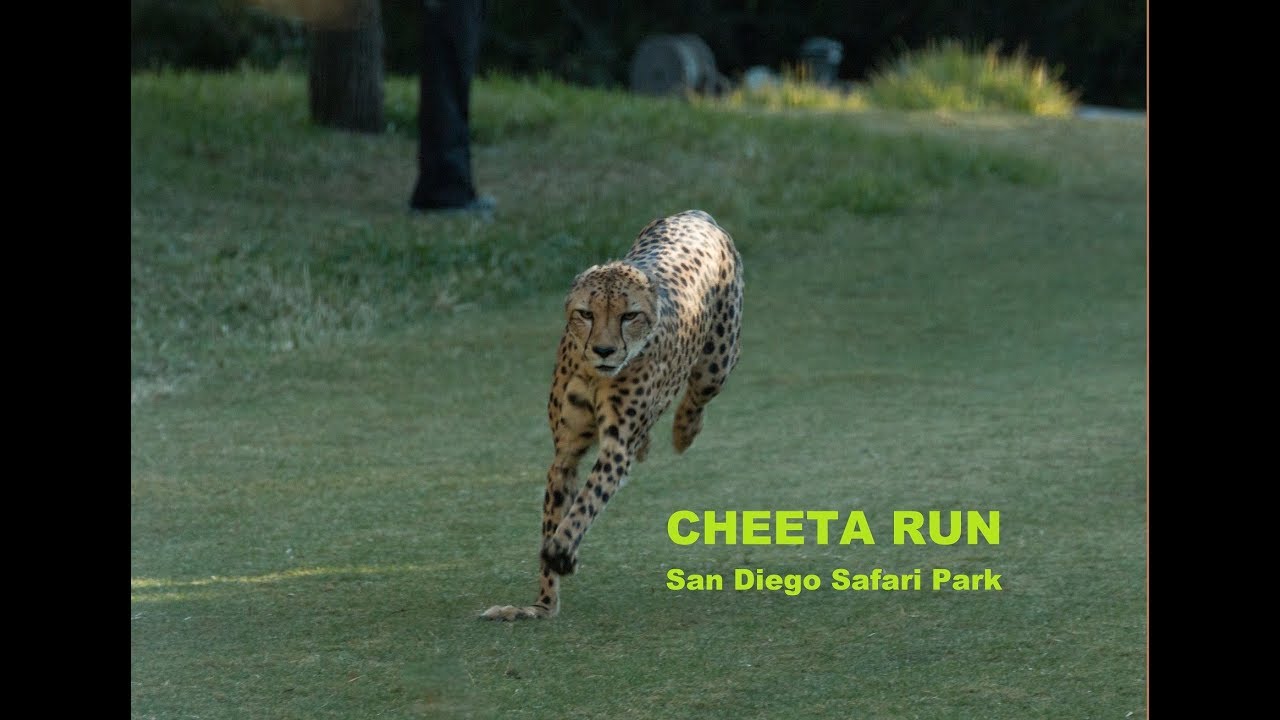 Cheetah Run, San Diego Zoo Safari Park - YouTube