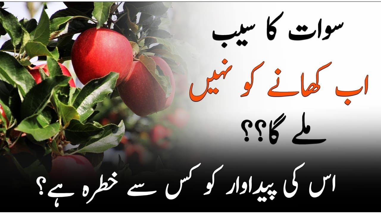 Swat: Apple Production Declined, But Why? | Explained | Geo Digital ...