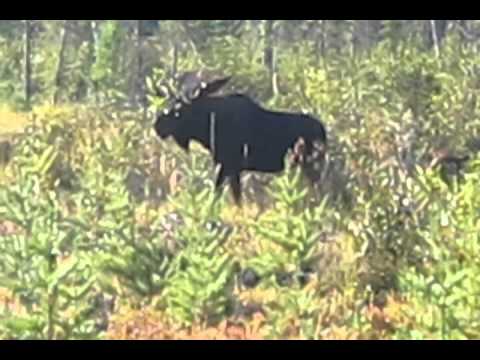 2011 opening day moose bow hunt - YouTube