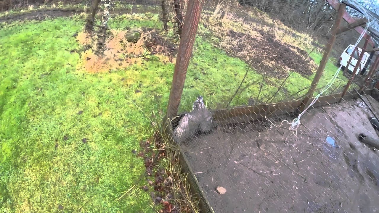GoPro - A Goshawk in the chicken garden - YouTube