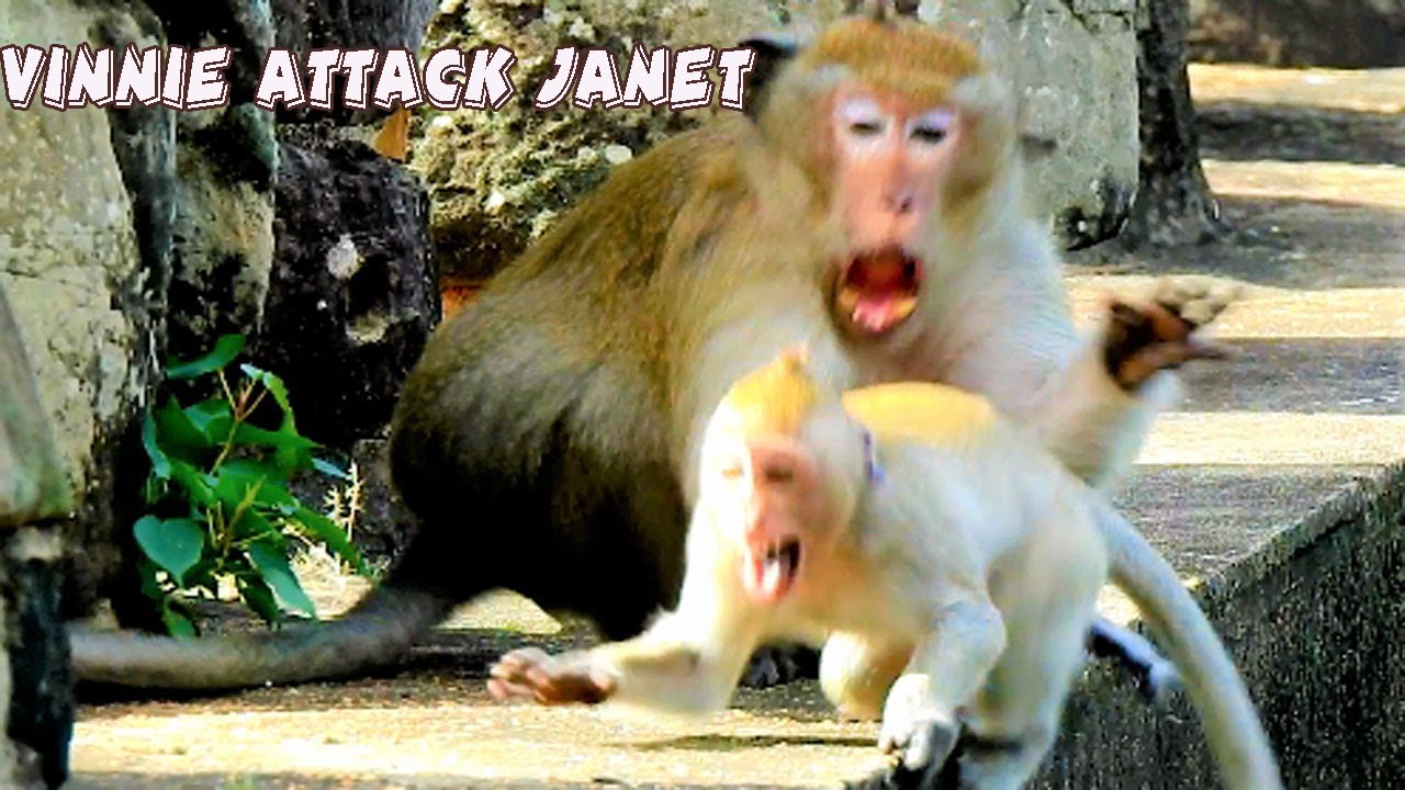 Deeply cry strongly attack ! monkey Vinnie attack Janet very terrible angry not stop sucking ...