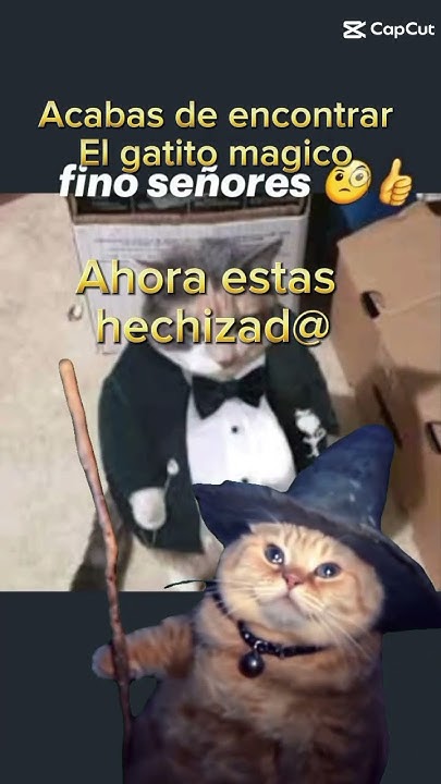 OMAGAA EL GATO mágico xd - YouTube