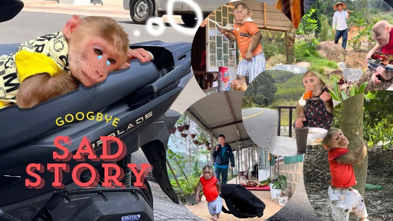 Sad story! Max Monkey's journey to find dad and sad ending - YouTube