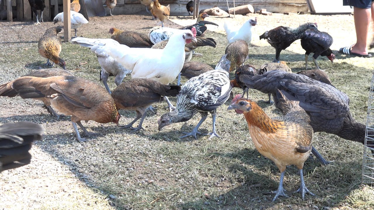 Hmong American's Chicken farm/Hmoob Meskas Tu Qaib 7/1/21 - YouTube