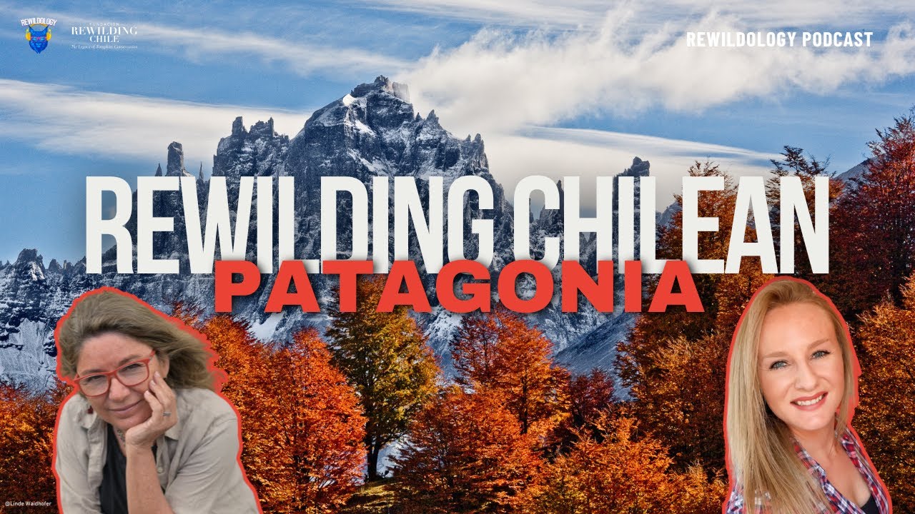 Special Episode! Rewilding Chilean Patagonia with Carolina Morgado (Ep ...