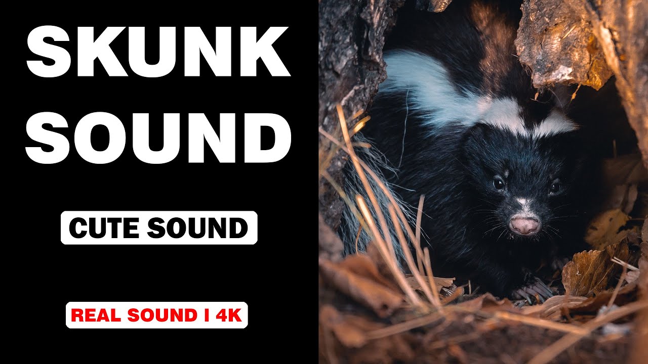 Real Skunk Sounds | High Quality | Cute Skunk Sound Experience! | 4K ...