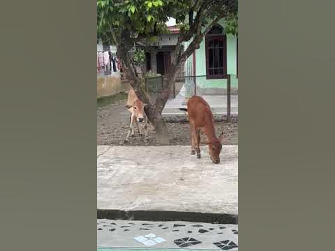 sapinya mau di potong - YouTube