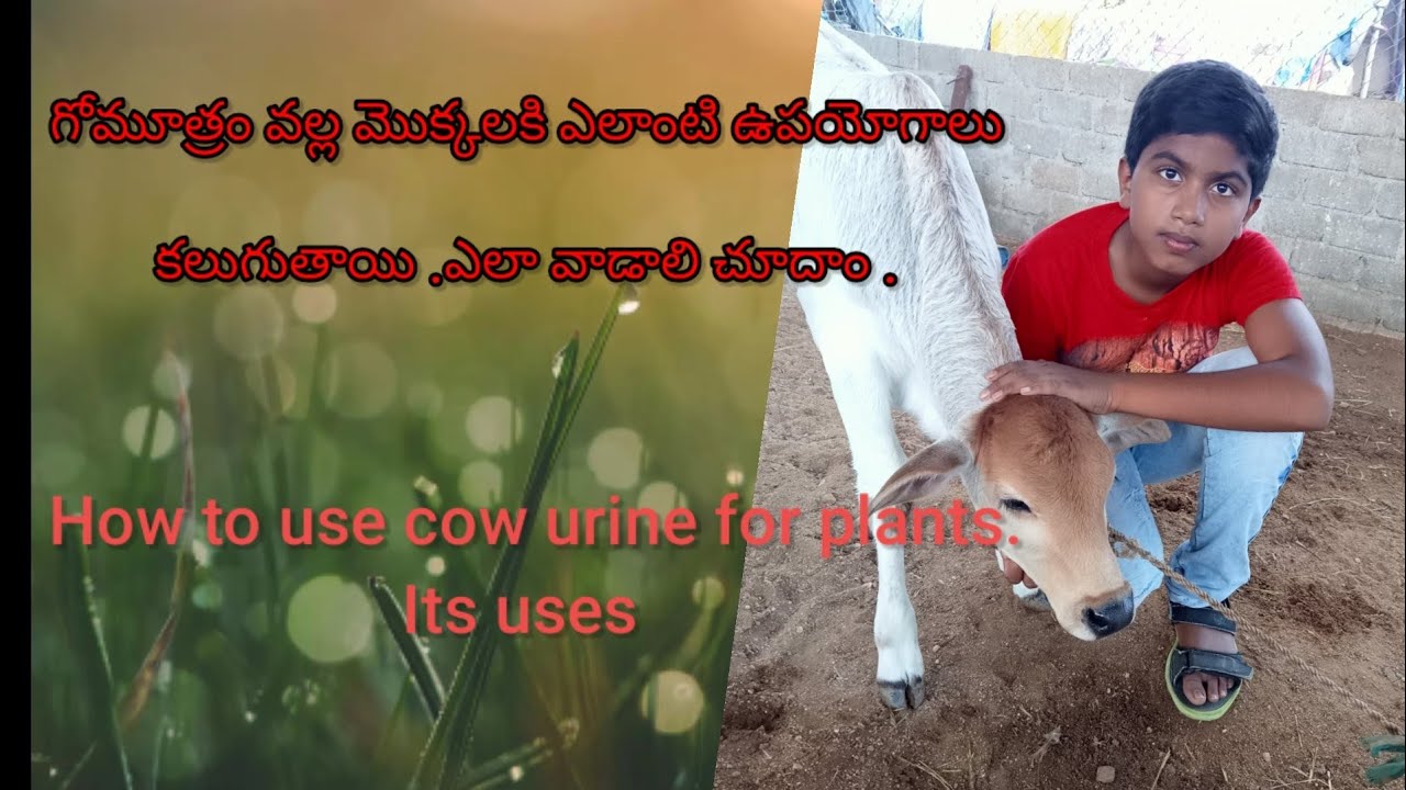 How To Use Cow Urine For Plants// Gomutram Mokkalaki Ela Vadali - YouTube
