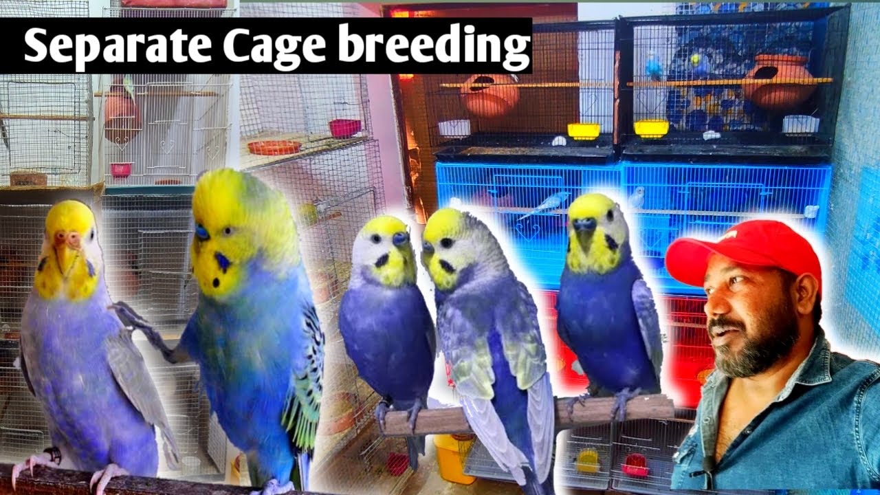 My Birds Setup Separate Cage Breeding Progress // hogoromo budgies ...