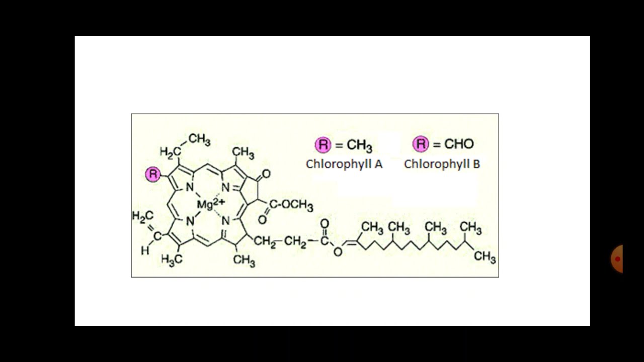 Chlorophyll (Basic structure and physical characteristic) - Part 1 ...