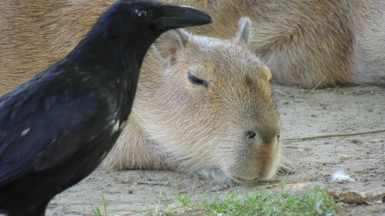 Death by Crow Bite - YouTube