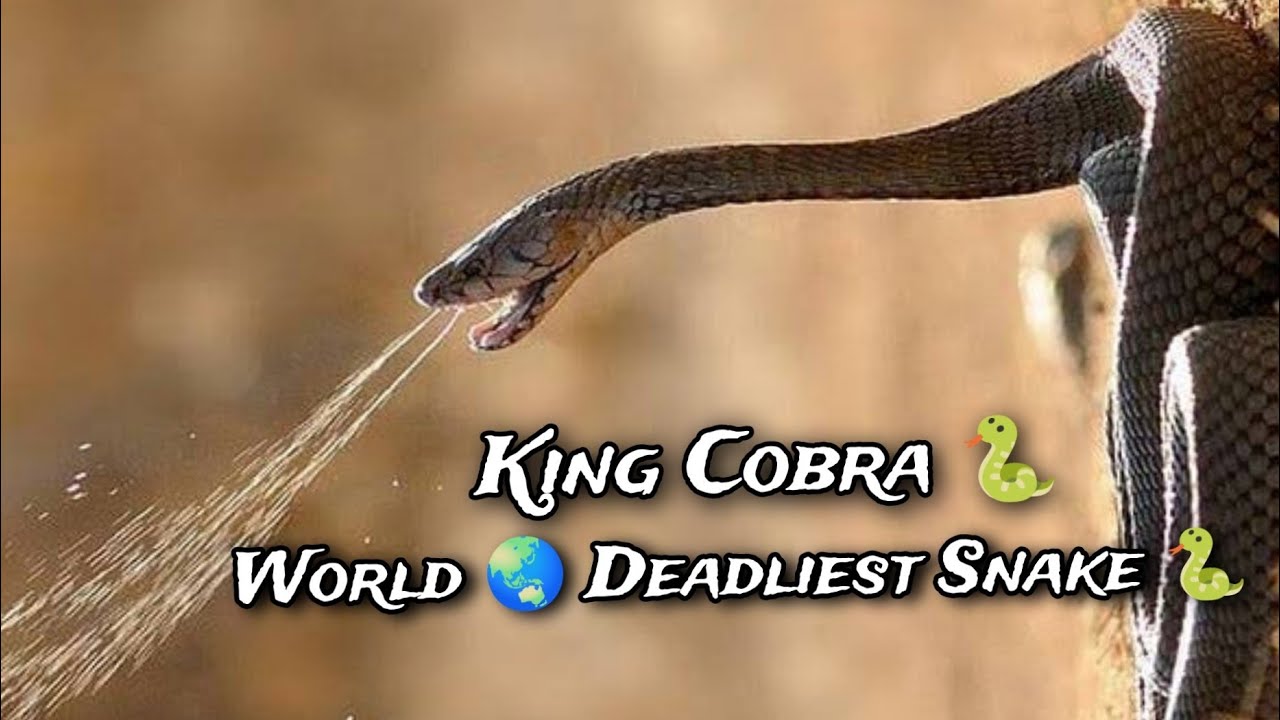 King Cobra - Meet World Deadliest Snake 🐍 - YouTube