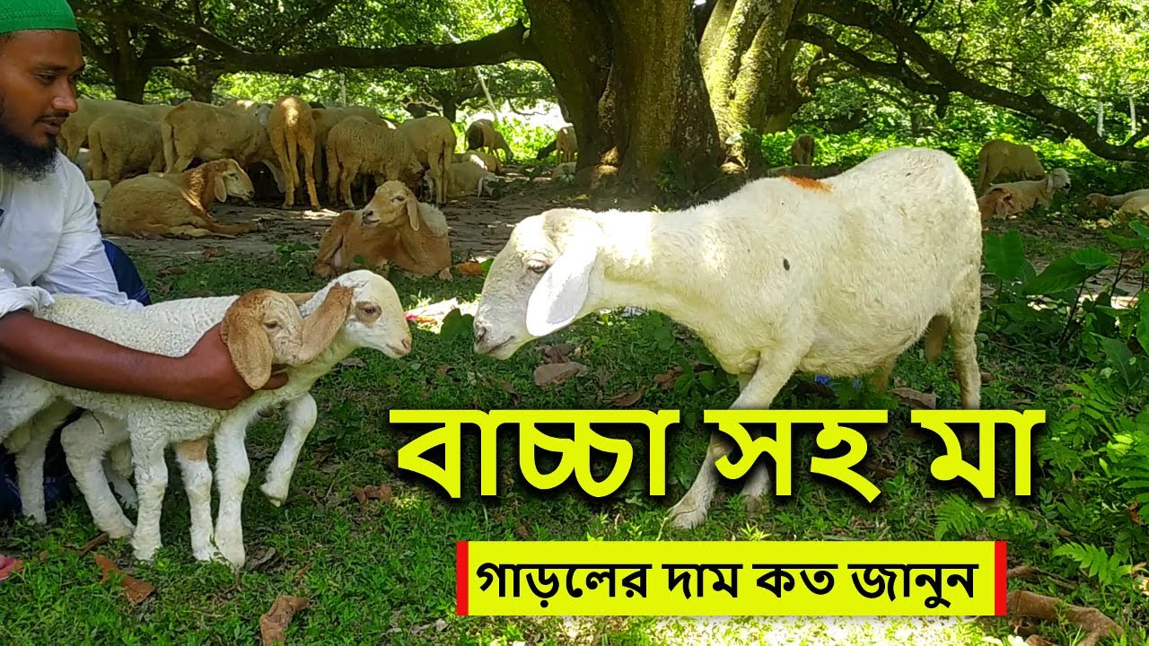 বাচ্চা সহ মা গাড়লের দাম কত জানুন । Sheep Price in Bangladesh । garol ...