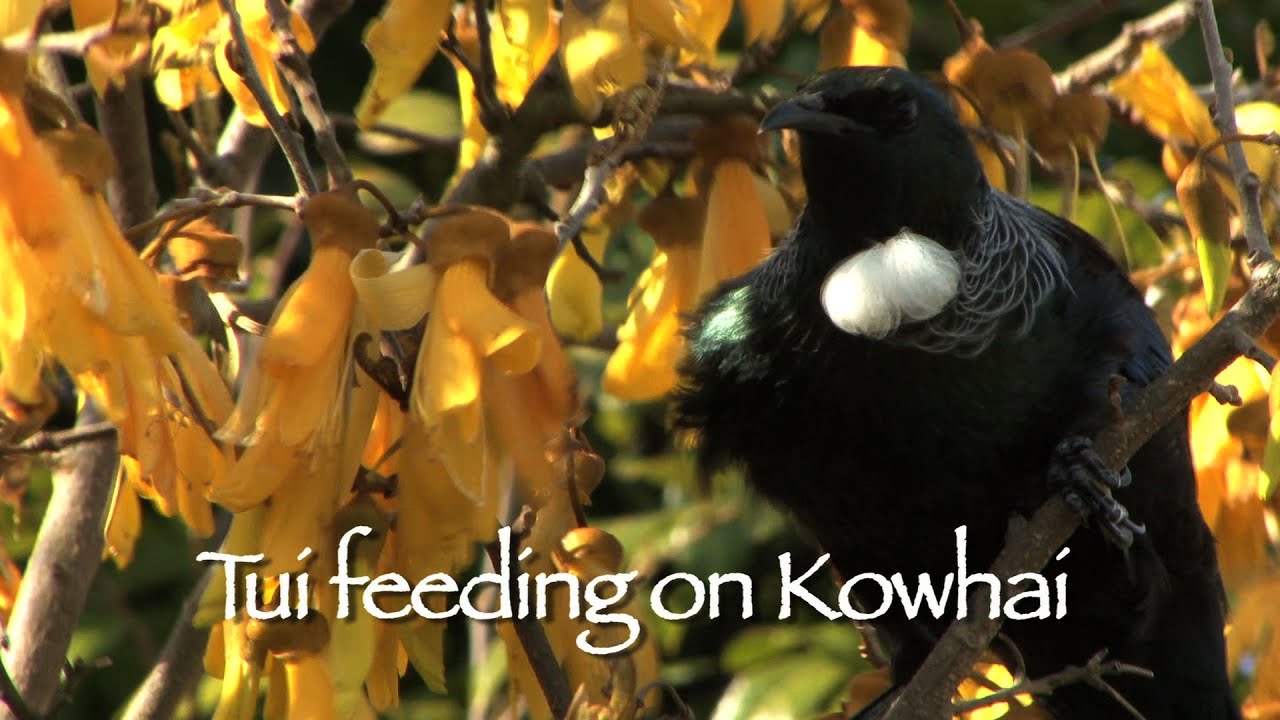 Tui Bird Close Up Feeding in New Zealand - YouTube