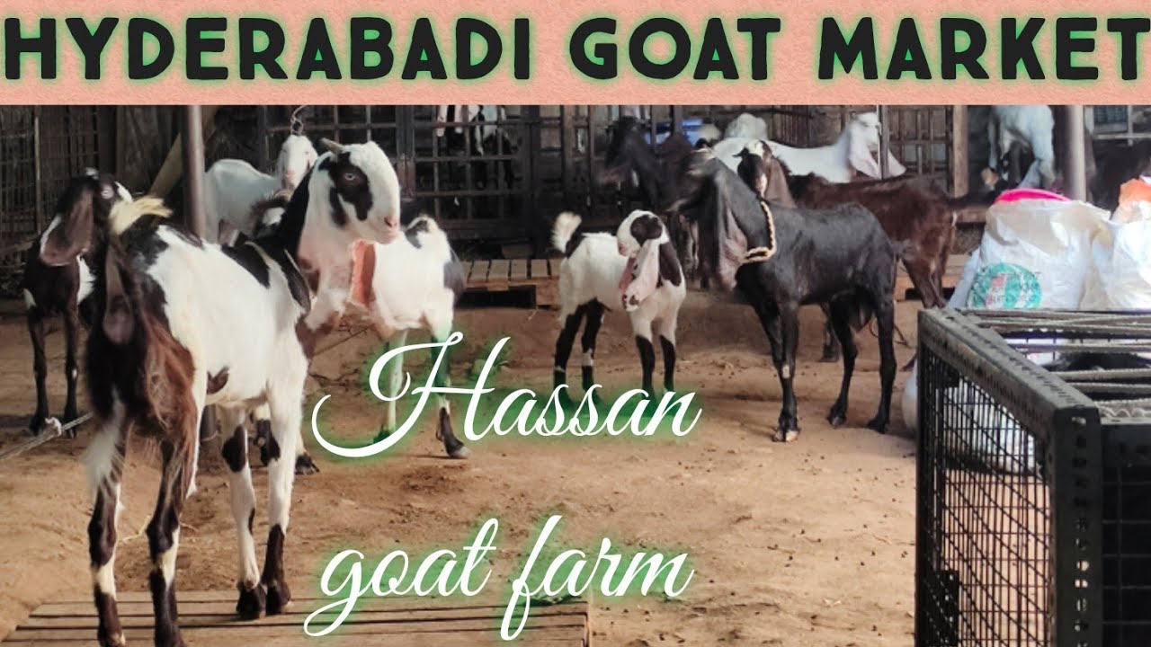 hyderabadi goat market in Hyderabad at Hassan goat farm charminar murgi ...