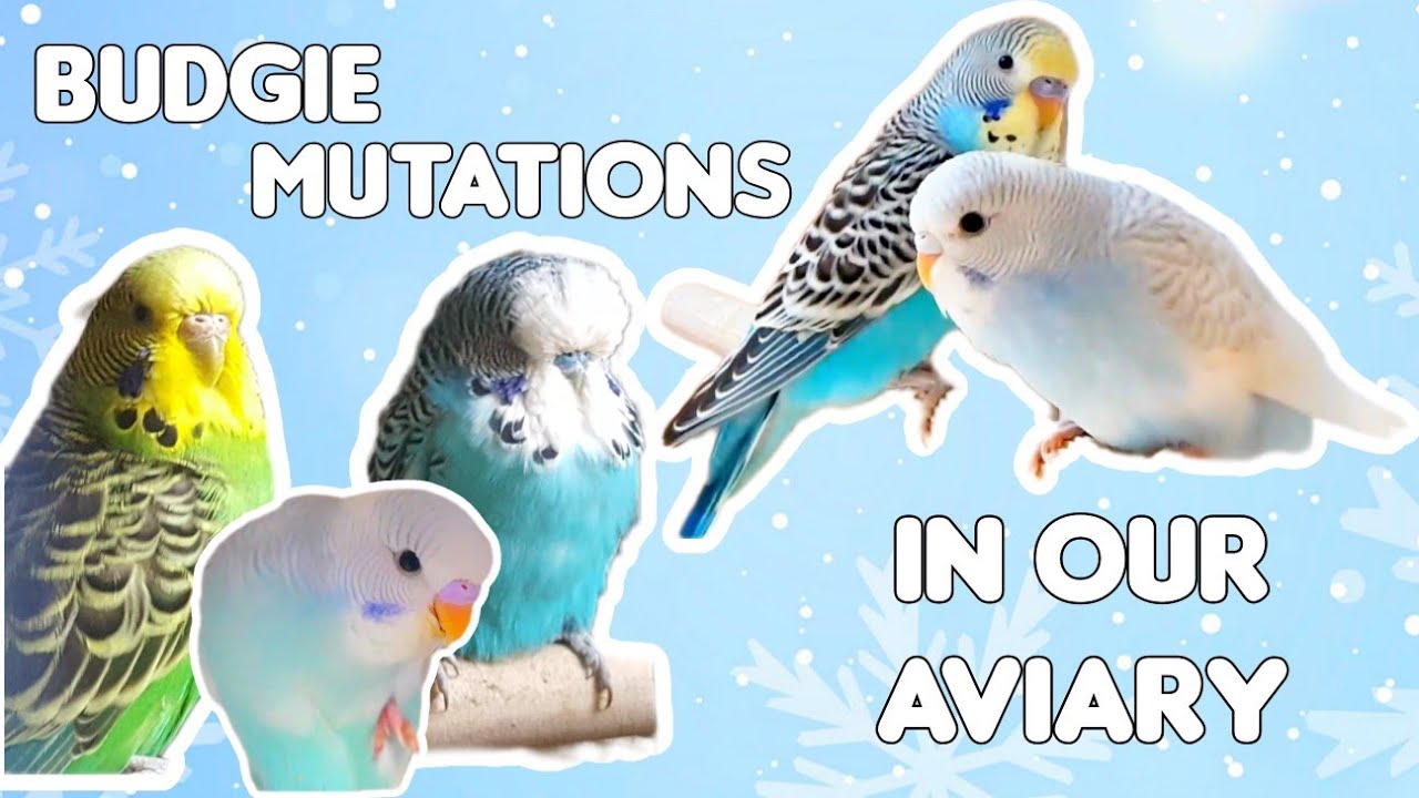 Different budgie mutations in our aviary - YouTube