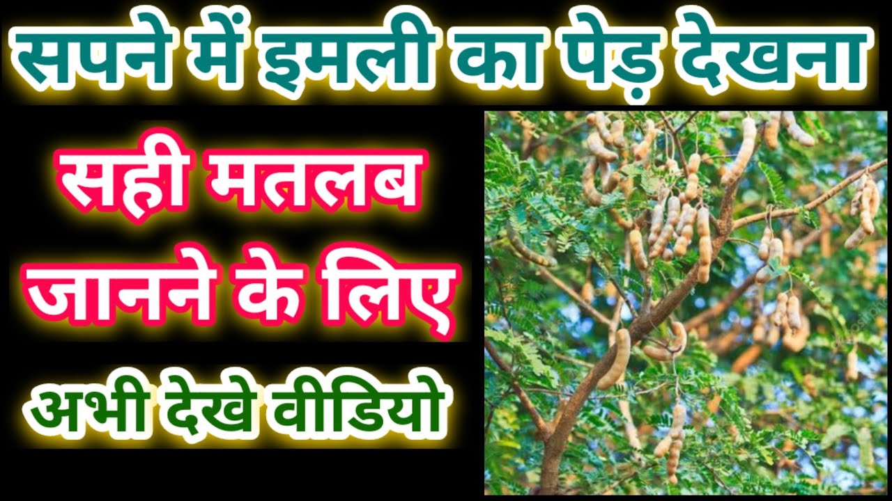 सपने में इमली का पेड़ देखना,sapne me imli ka ped dekhna,seeing tamarind ...