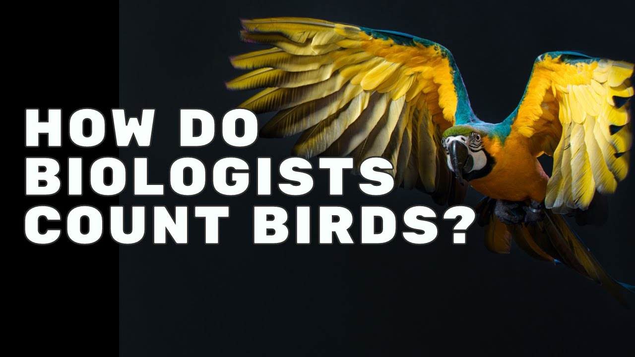 How Do Biologists Count Birds? - YouTube