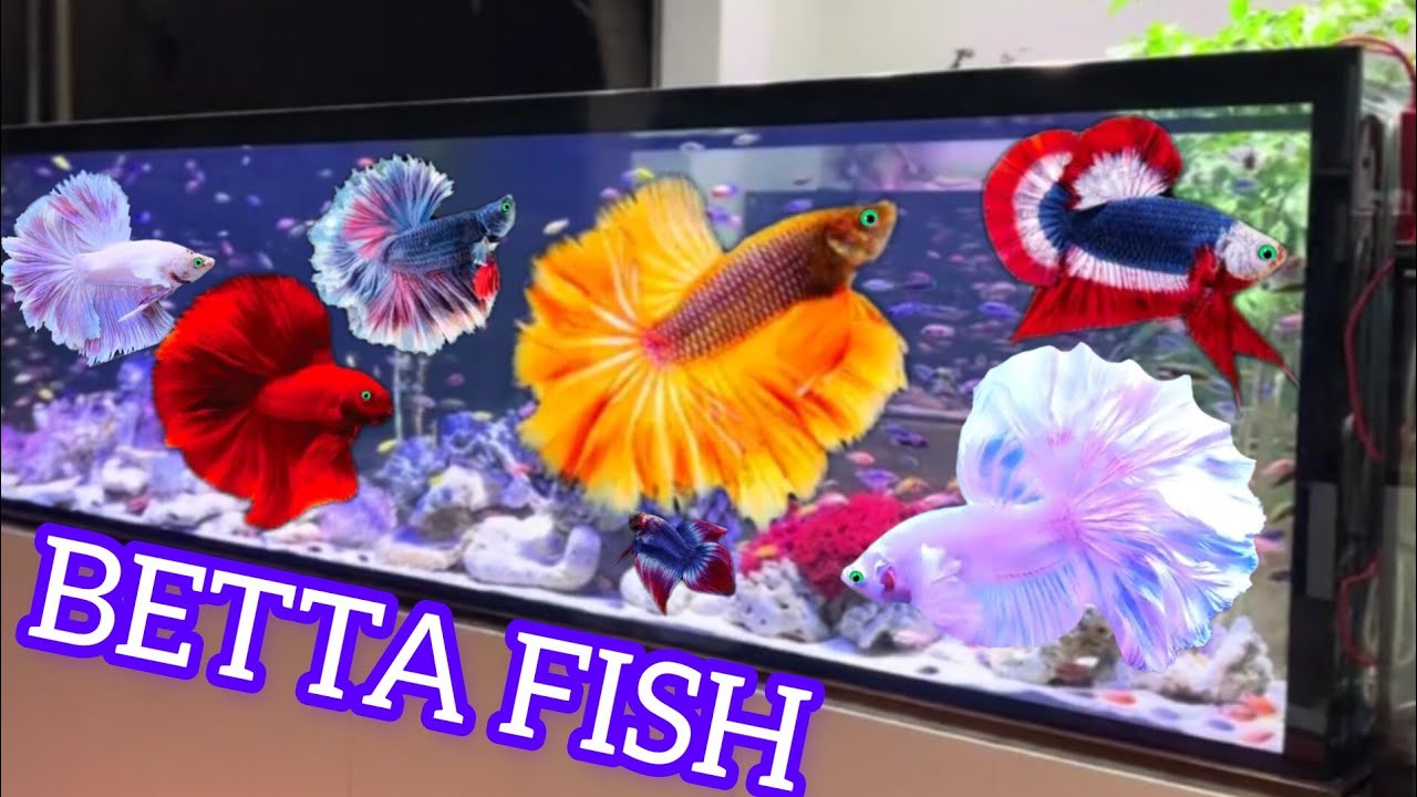 top 26 betta fish | small beautiful fish | cute betta fish | freshwater ...