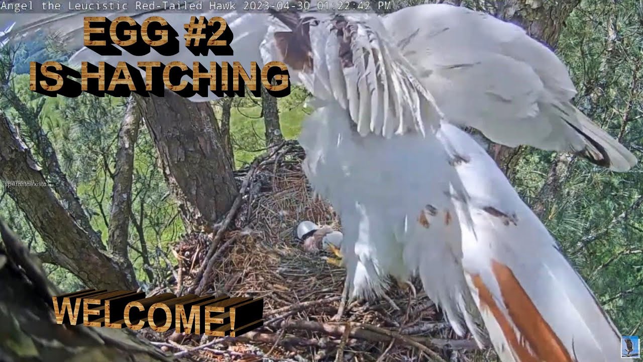 Angel the Leucistic Red Tailed Hawk~ Egg 2 Is Hatching; Welcome, Little ...