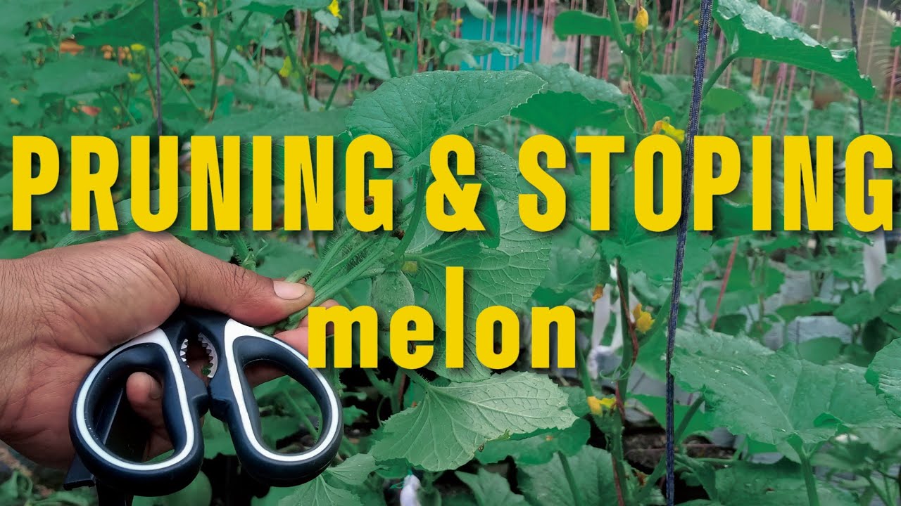 PRUNING dan STOPING pucuk melon - YouTube