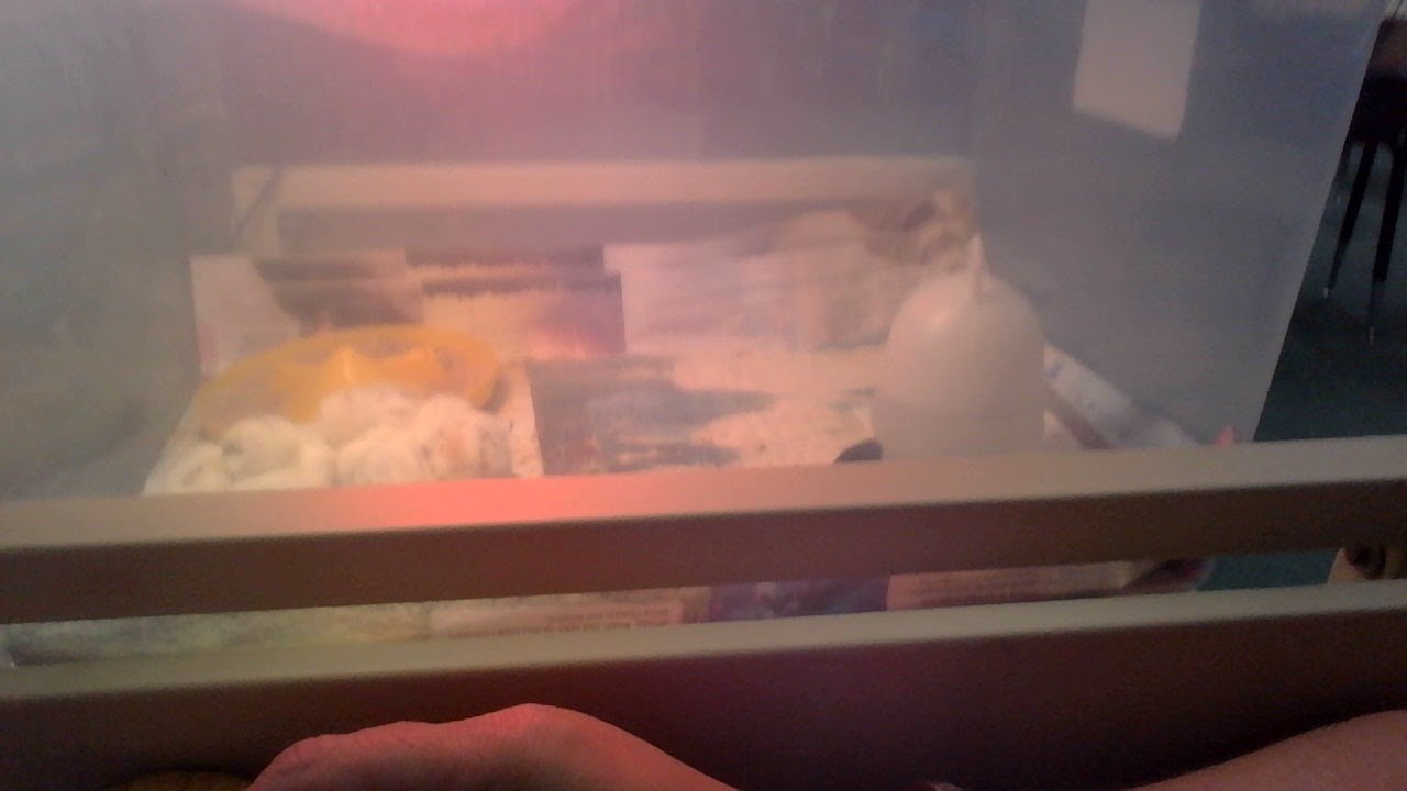 Chick Watch take 2 - YouTube