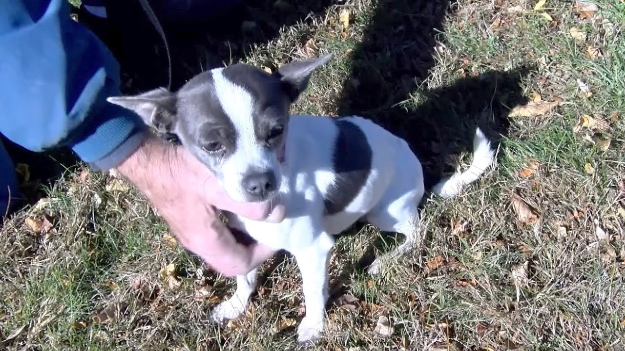 Adoptable Pet of the Week - Chimi - YouTube