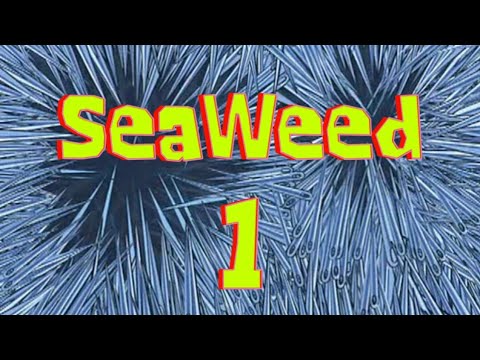 SpongeBob Music | "Seaweed 1" - YouTube