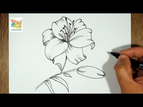 comment dessiner une fleur de lys facile