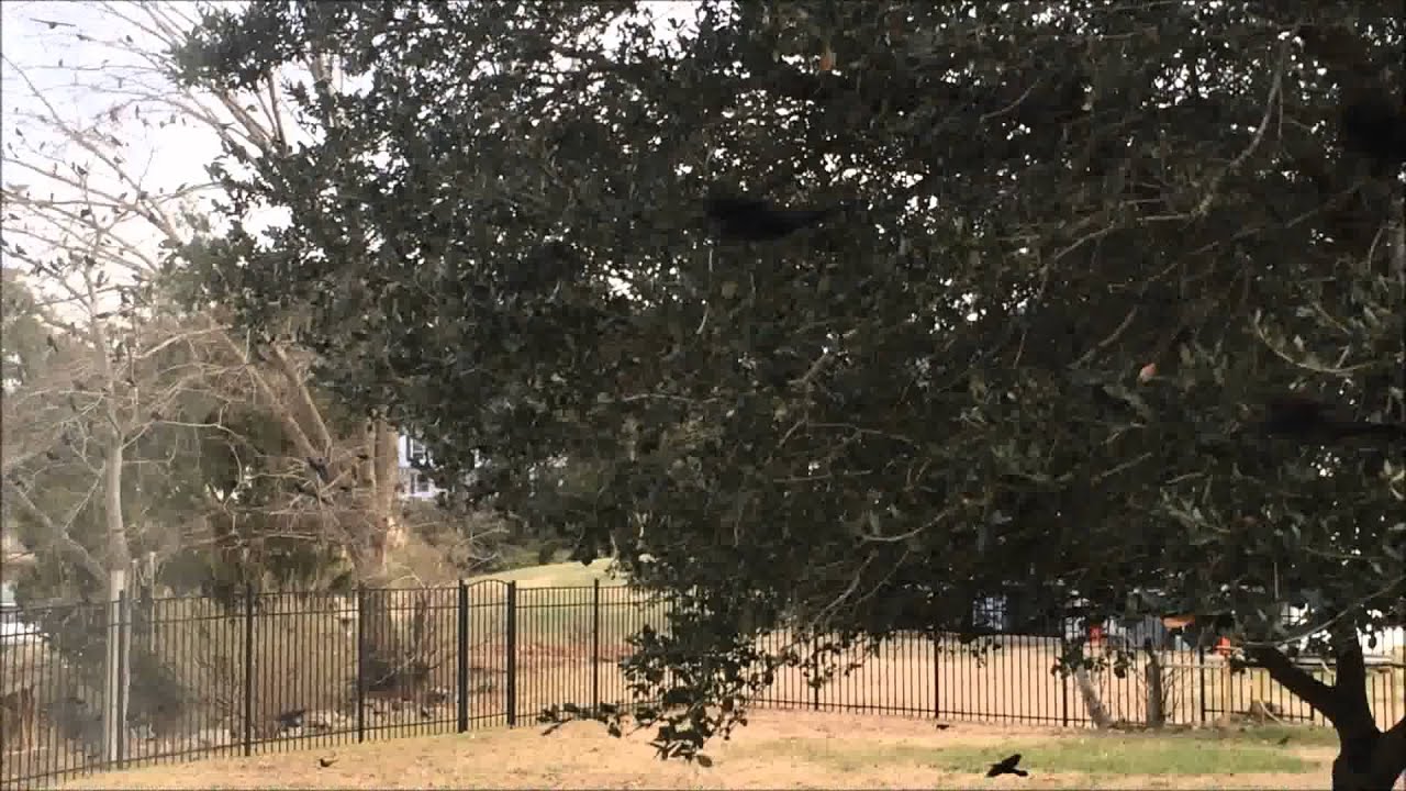 Ravens Swarming 2015 - YouTube