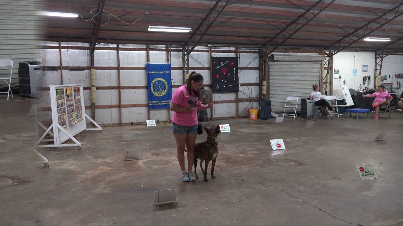 UKC Rally Obedience Class with Conway Canine Companions - YouTube