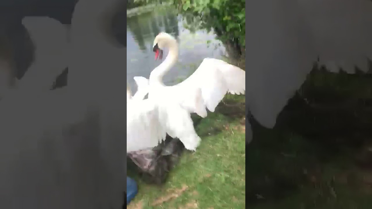 Swan Attack - YouTube