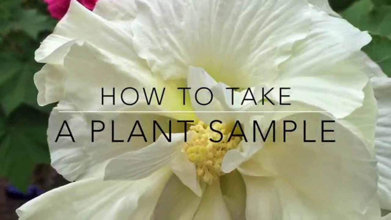 Submitting A Plant Sample - YouTube