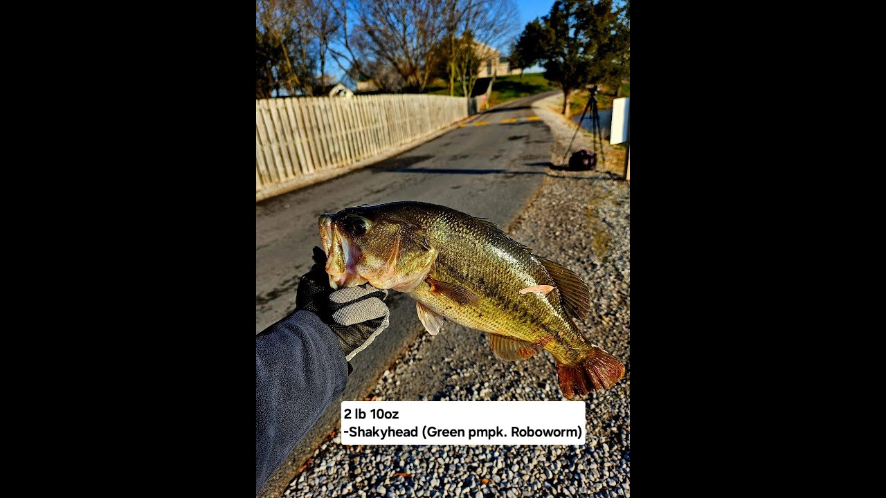 HOW TO FISH a Shaky head - YouTube