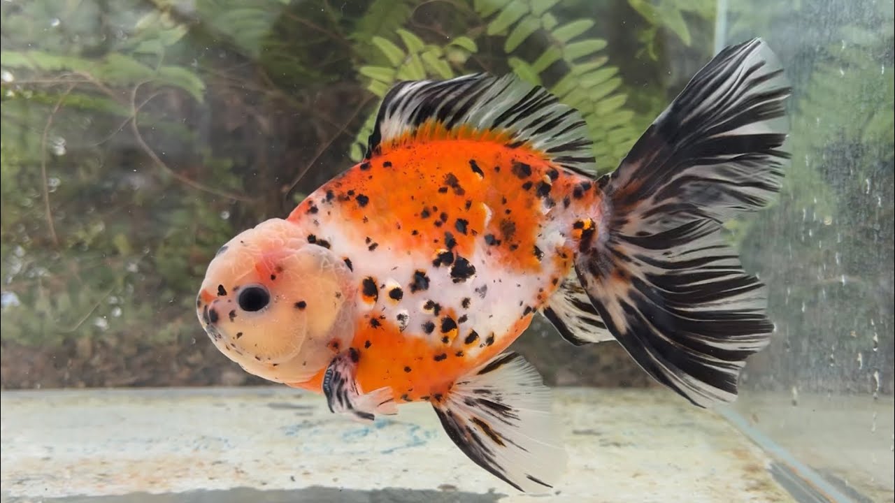 19608 Tri-color Lotus Leaf Tail Oranda - YouTube