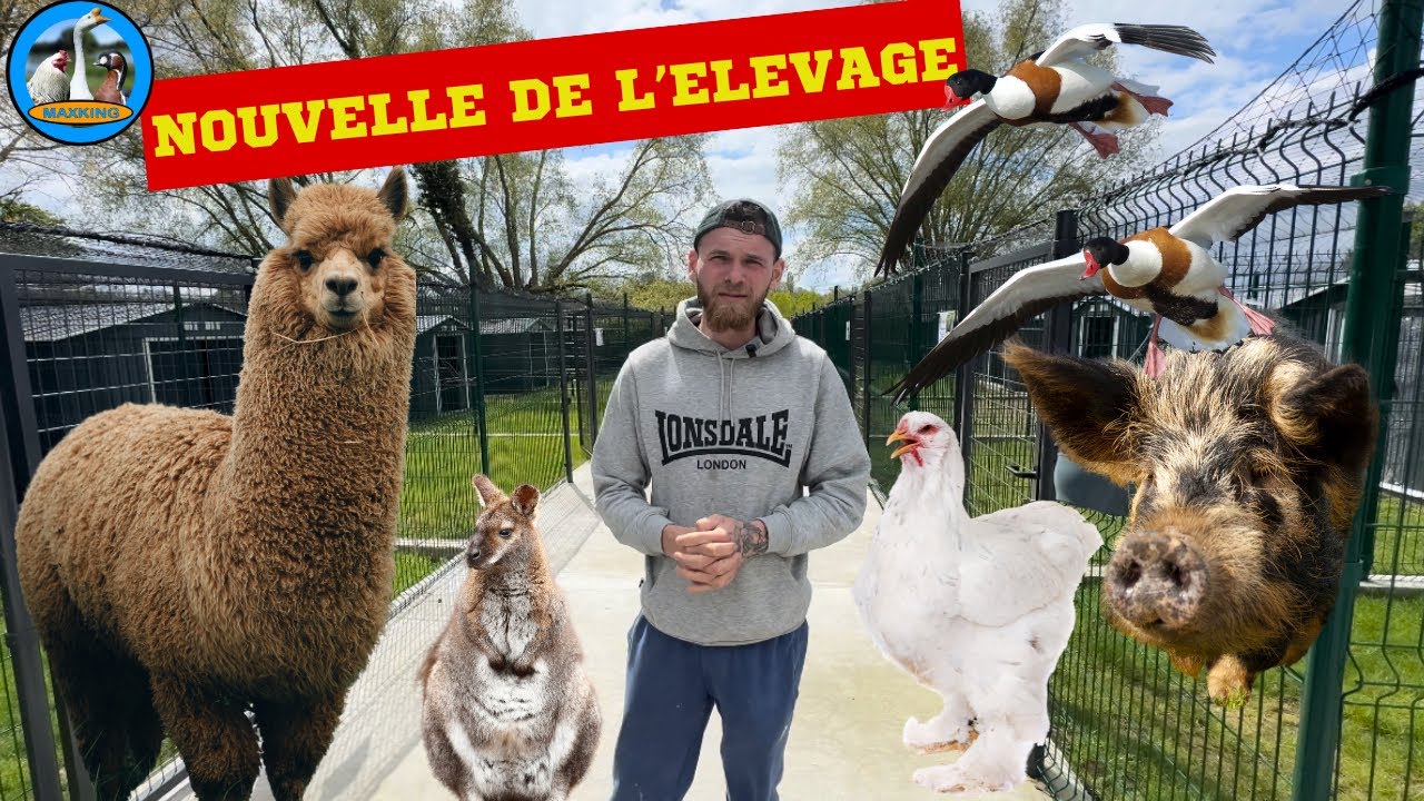 NOUVELLE DE L’ÉLEVAGE ! - YouTube