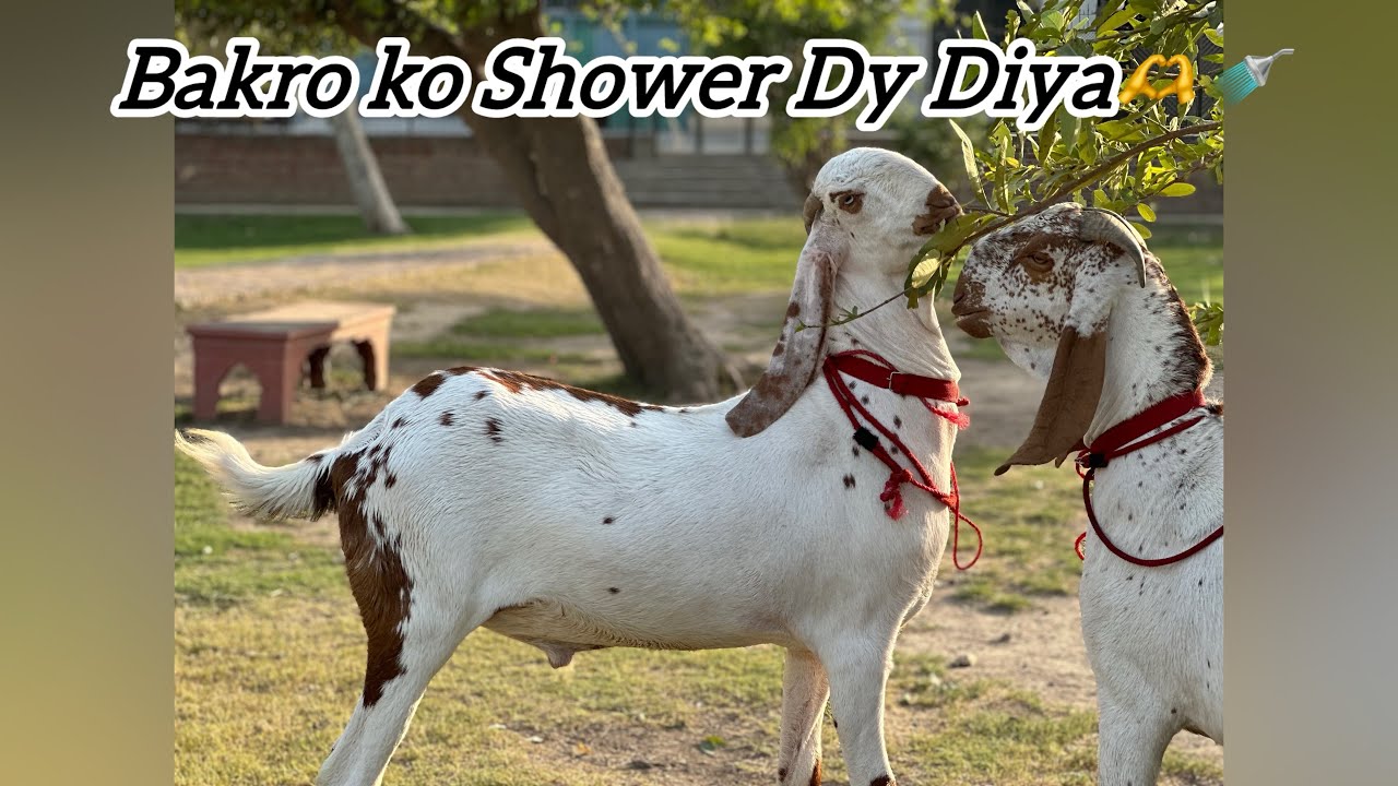 Bakro ko Shower de diya 💦🫶|| - YouTube