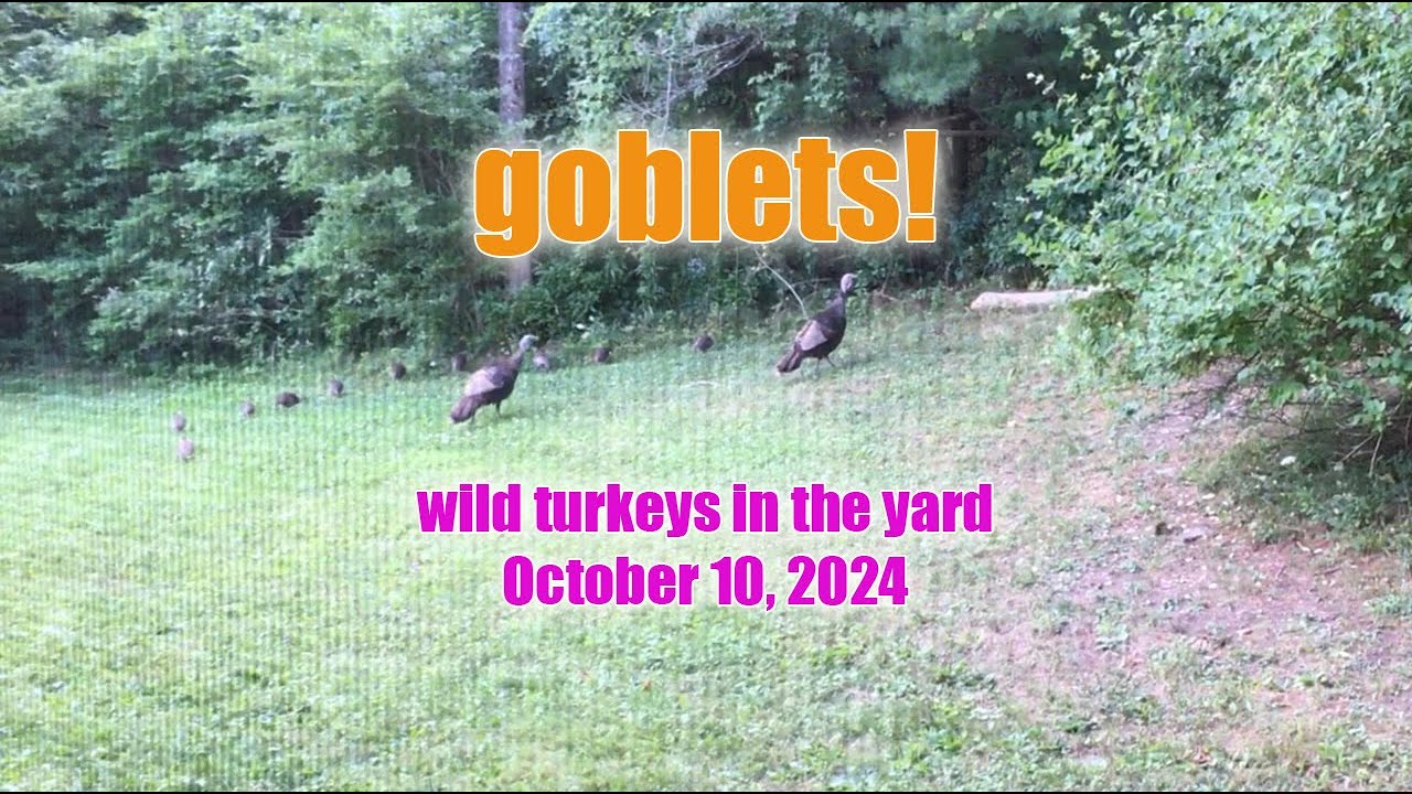 Turkeys and SO MANY baby turkeys! ☼ October 10 2024 - YouTube
