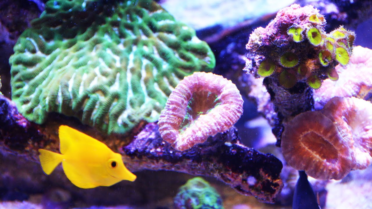 RELAX: Elos 120xl Aquarium Saltwater Reef Tank Log February 2015 with ...