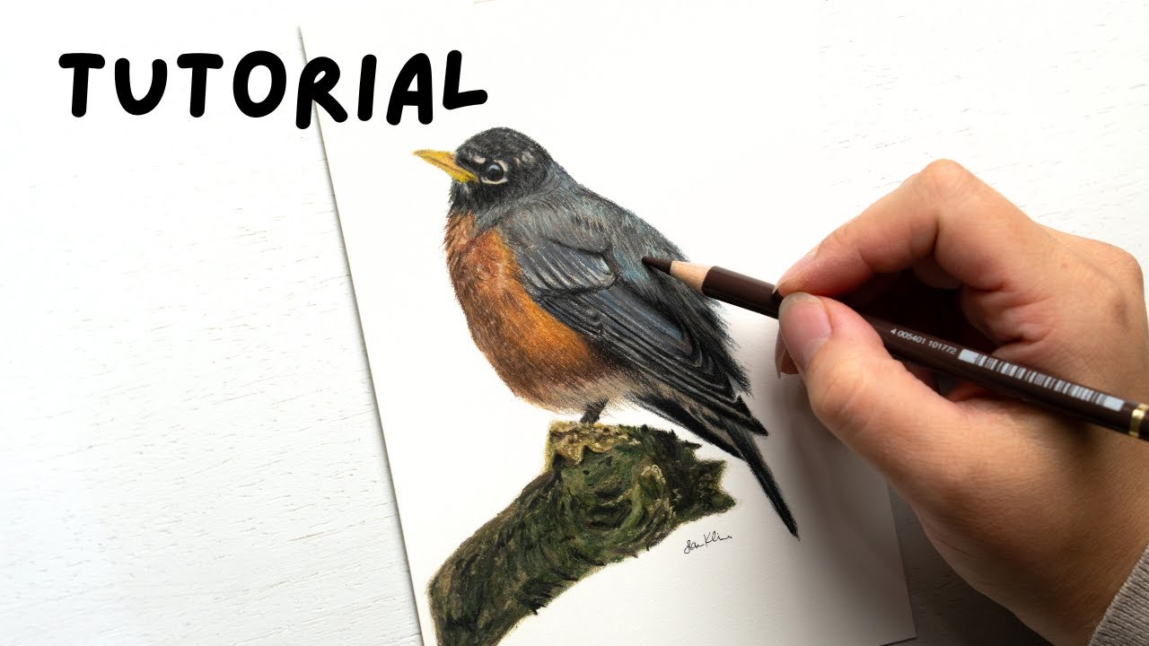 Learn to draw a robin | colored pencils for beginners - YouTube