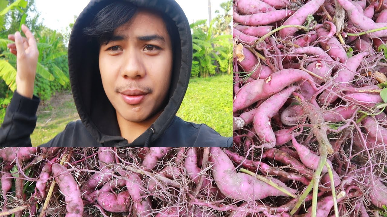 ថ្ងៃនេះមកបង្ហាញពីរបៀបប្រមូលផលដំឡូង ជ្វា - Today shows how to harvest ...